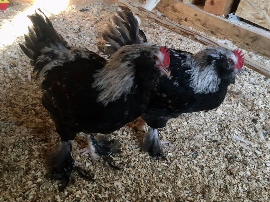 Молодые петушки