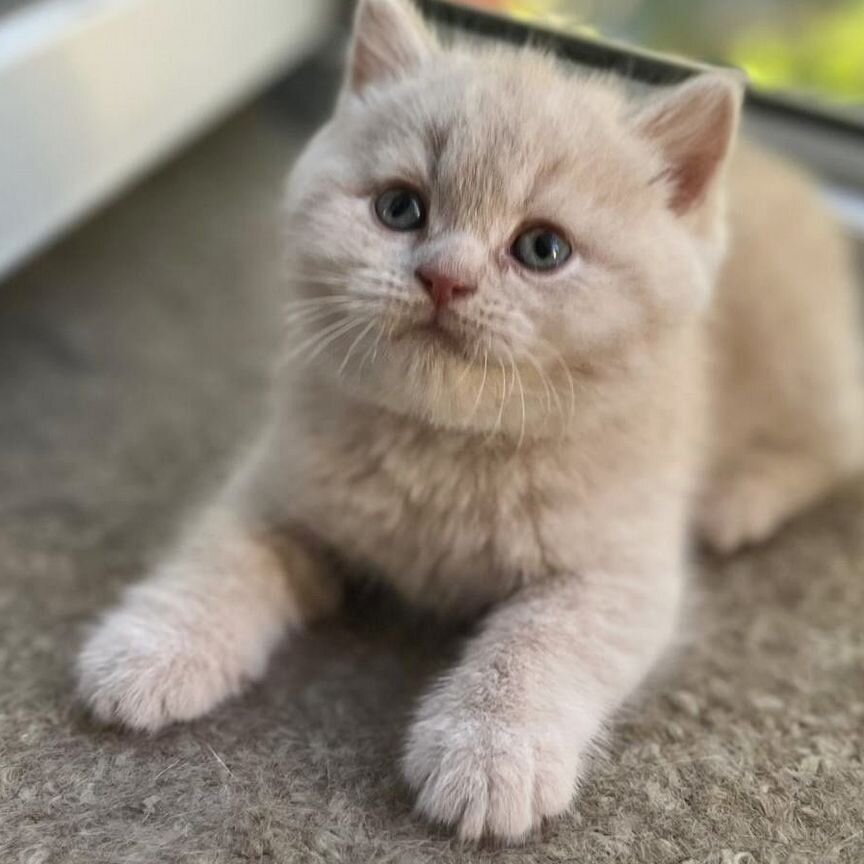 Шикарные британские котята