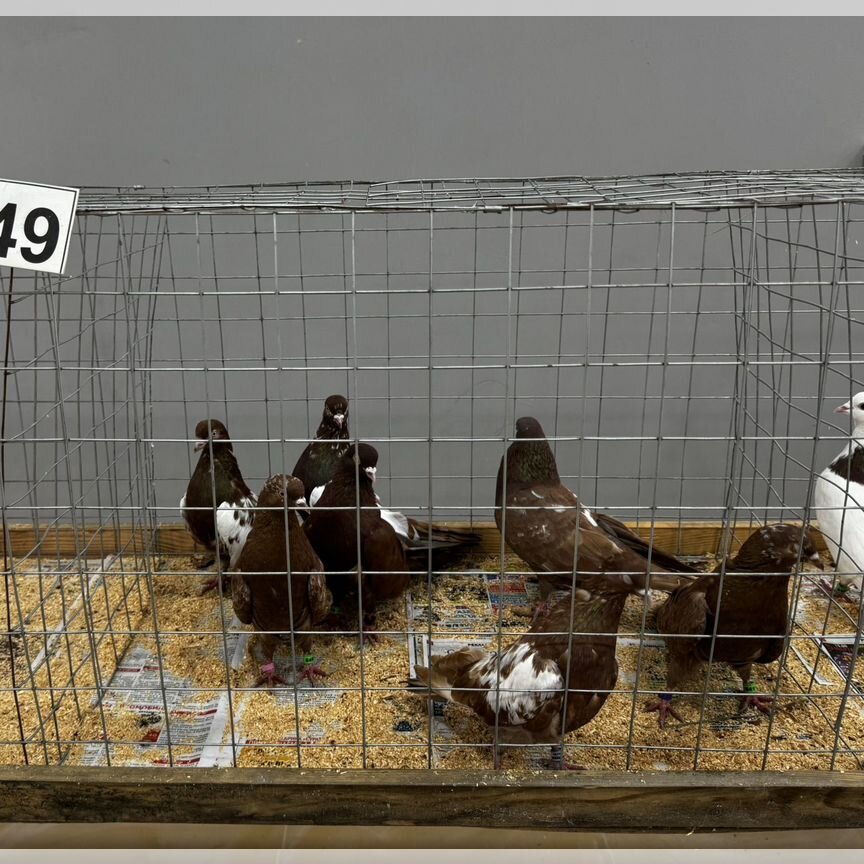 Голуби бурозобые свердловские