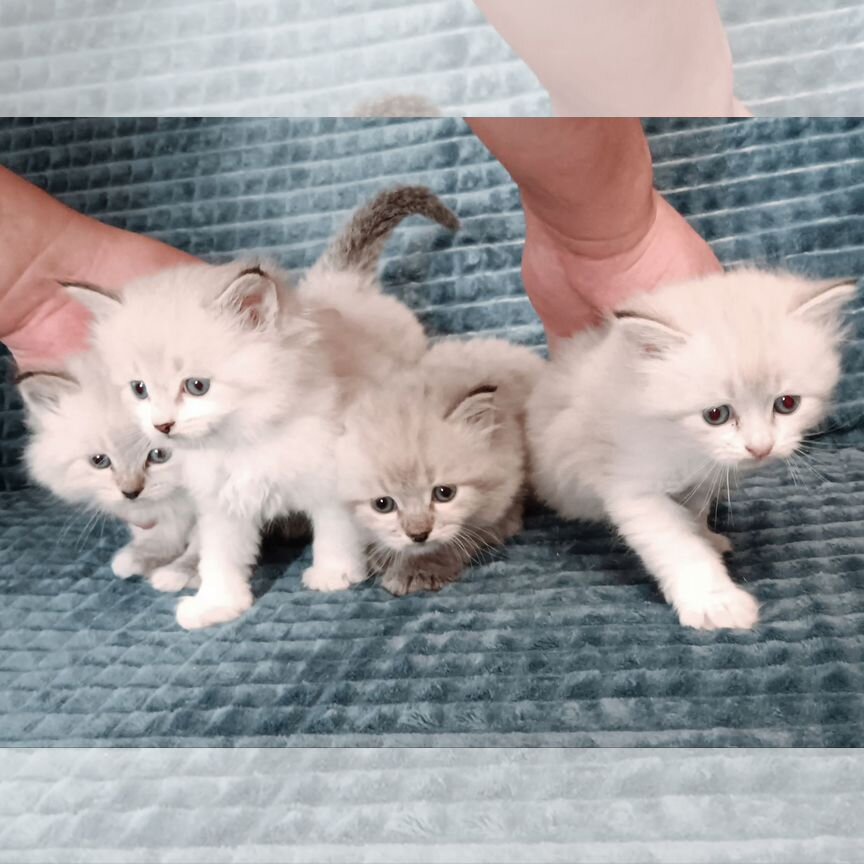Невская маскарадная котята