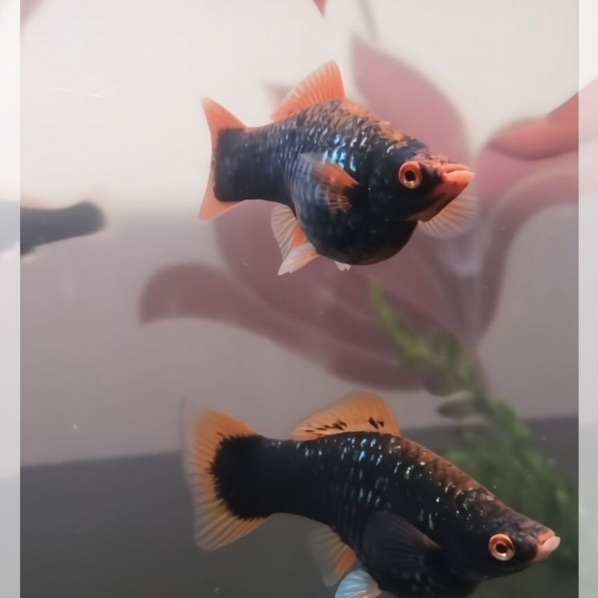 Меченосцы черные