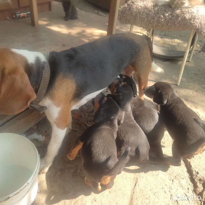 Эстонская гончая