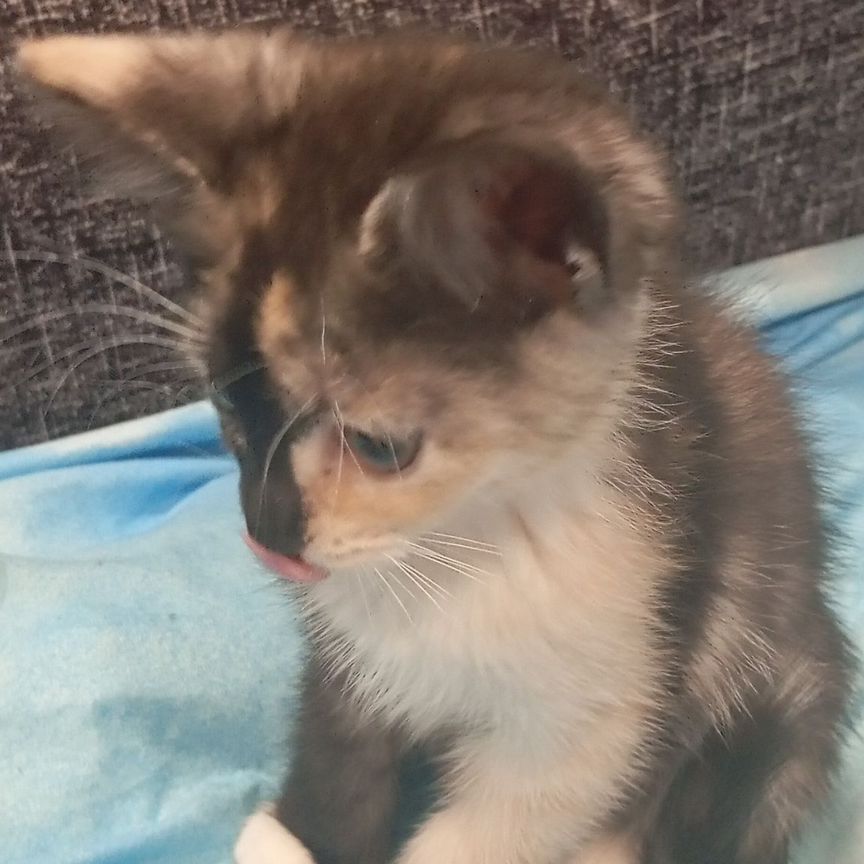 Отдам котёнка