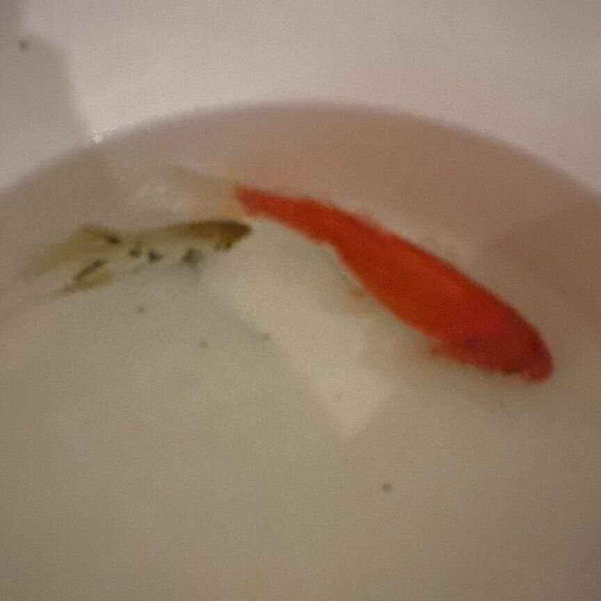 Аквариумные рыбы крупные