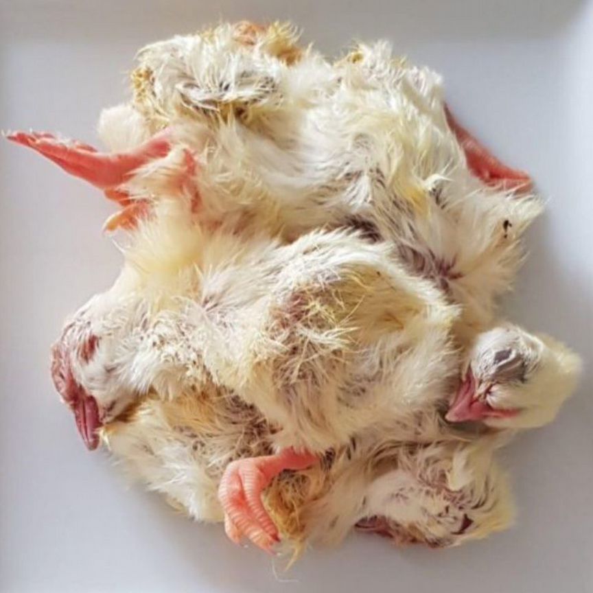 Цыплята суточные заморозка