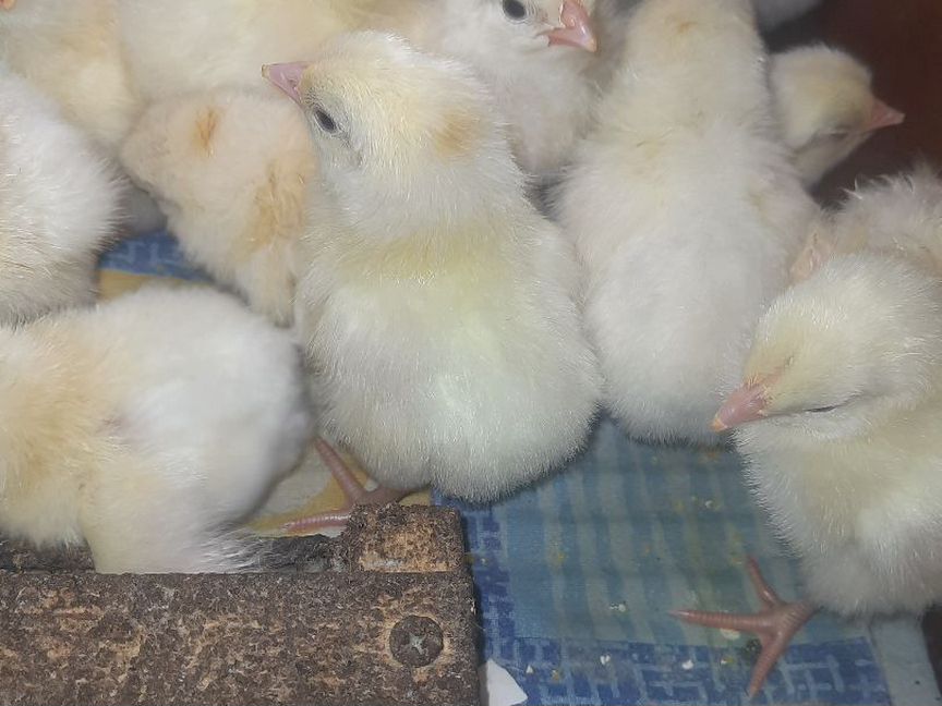 Цыплята несушки