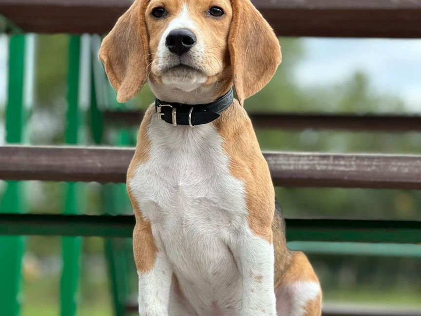 Продам шенка бигль мальчик 7 месяцев