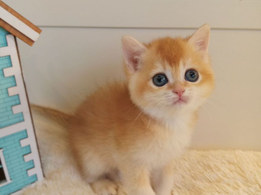 Британскте котята золотая шиншилла