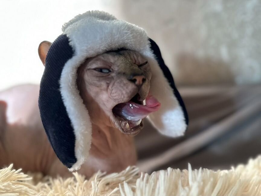 Кот сфинкс вязка