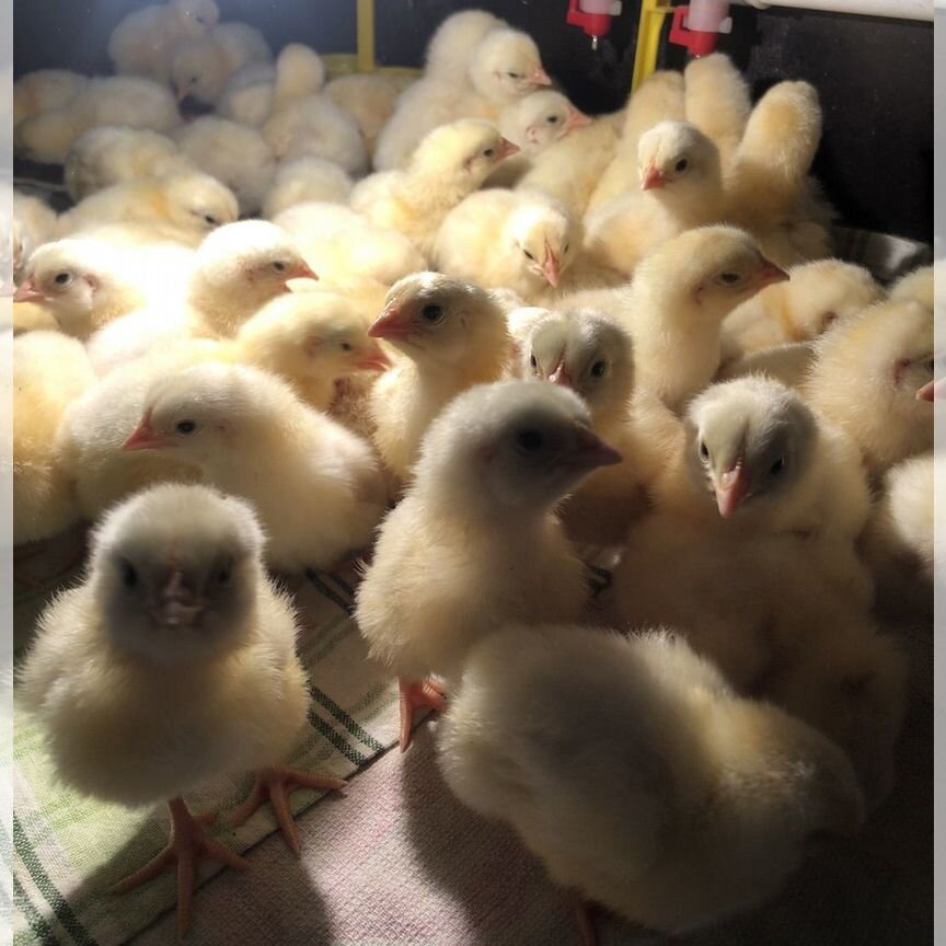 Цыплята бройлеры кобб 500