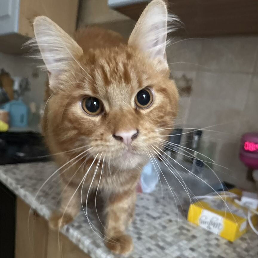 Мейкун кот