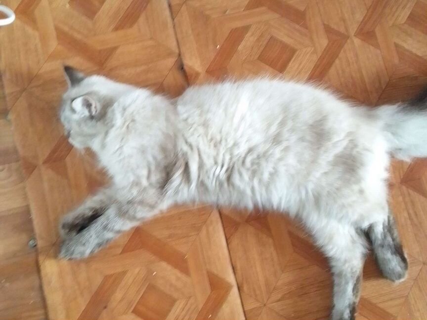 Кот редгл