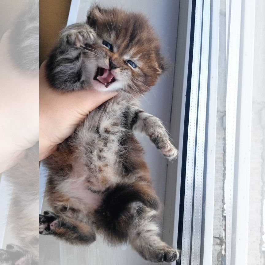 Мейнкунята