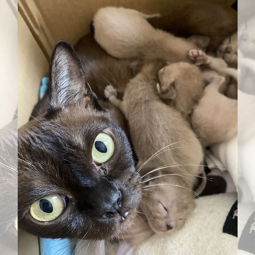 Бурманские котята