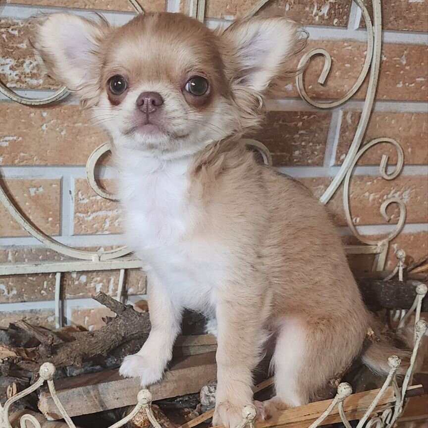 Чихуахуа, щенок