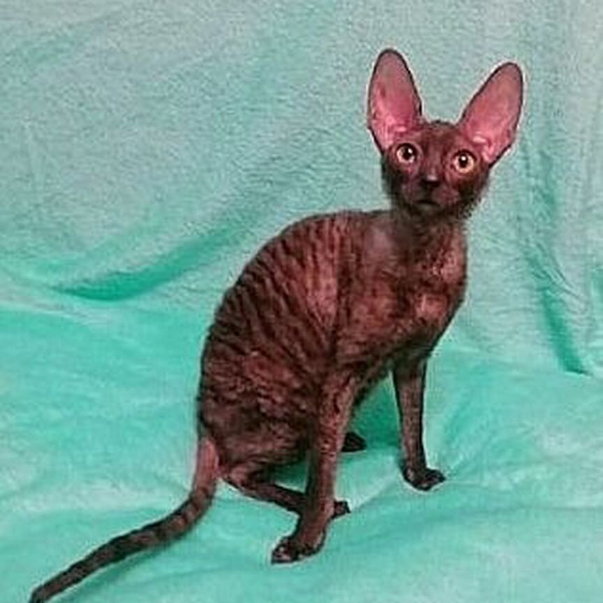 Корниш-рекс котик 5 месяцев