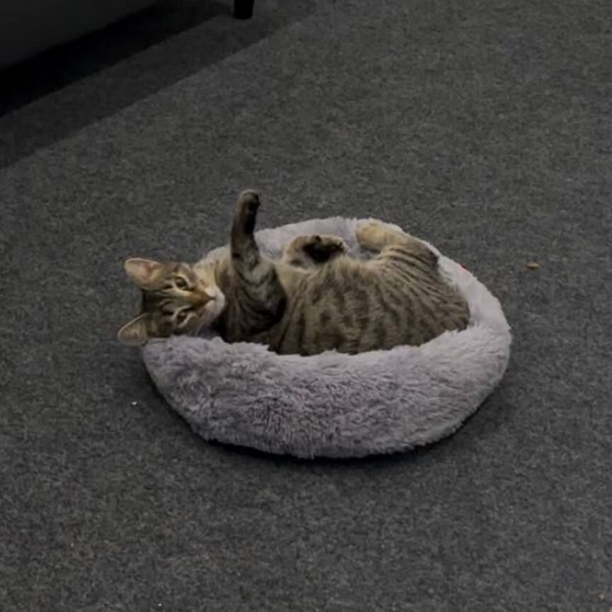 Взрослая кошка в добрые руки