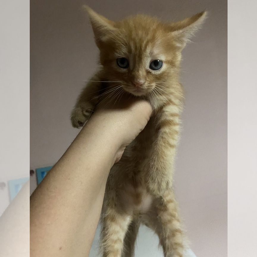 Отдам кота в добрые руки, сибирский