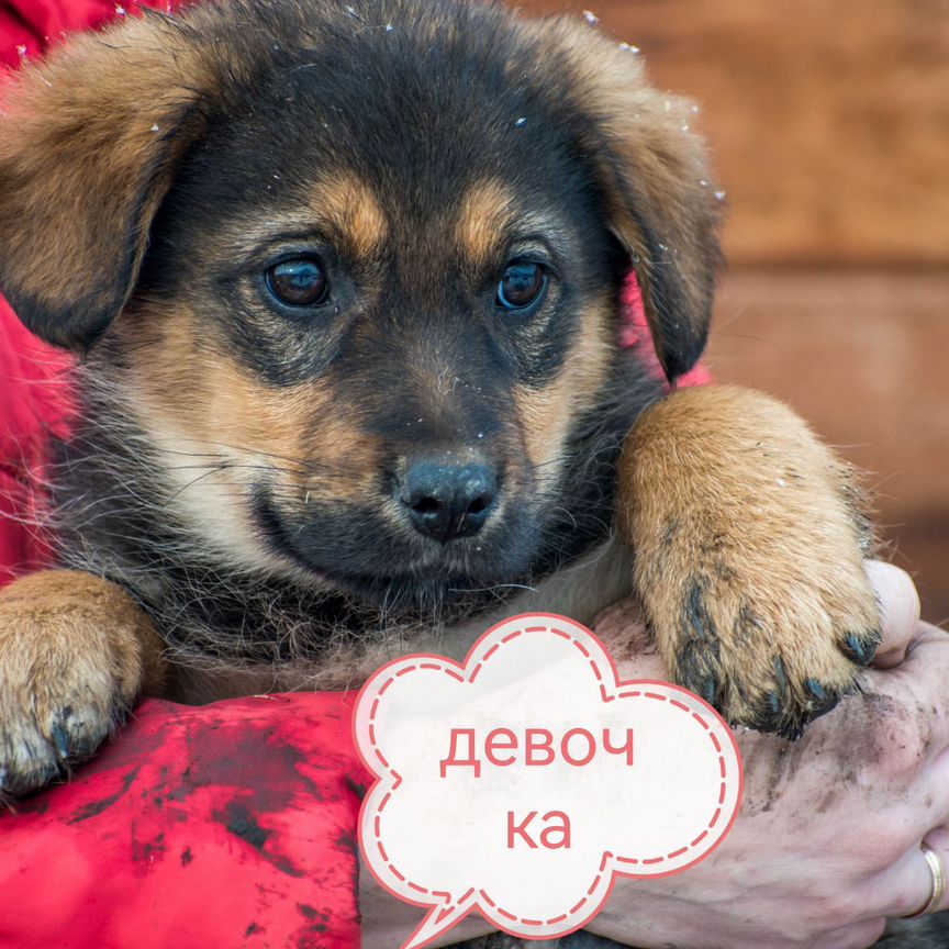 Отдадим щеночка