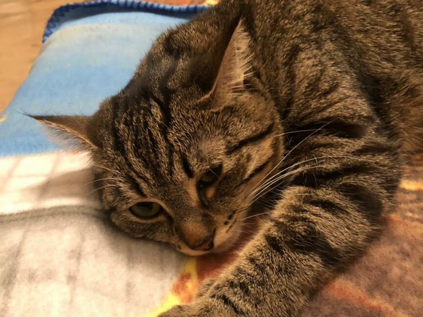 Кошечке нужен кот для вязки