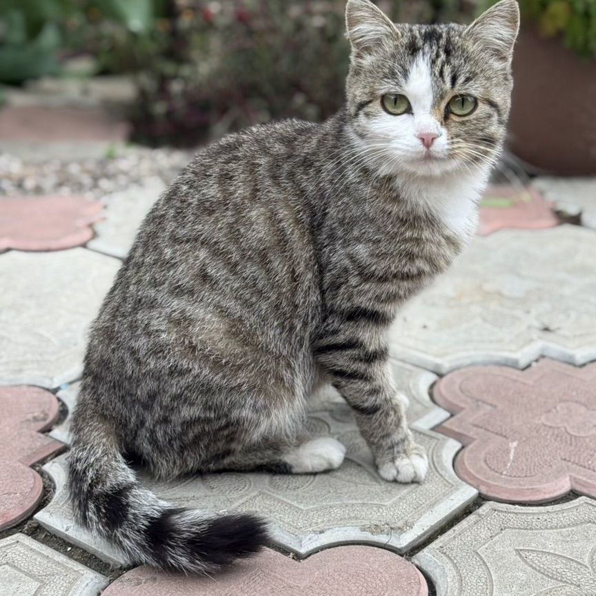 Кошки бесплатно