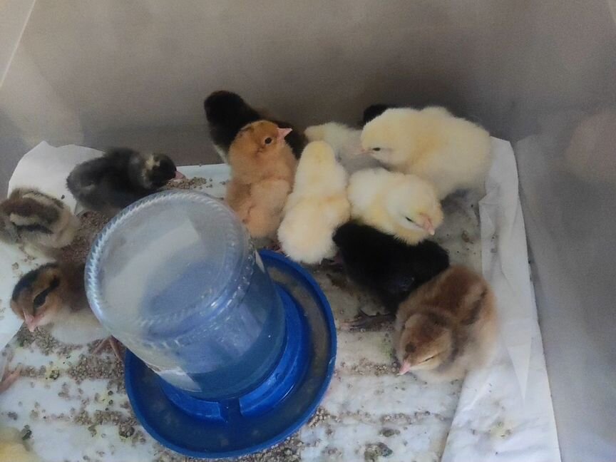 Продам суточных цыплят от кур несушек