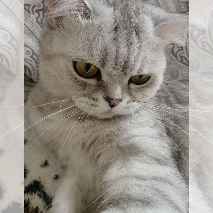 Отдам бесплатно, кошечку ей 1 год. Ходит в латок