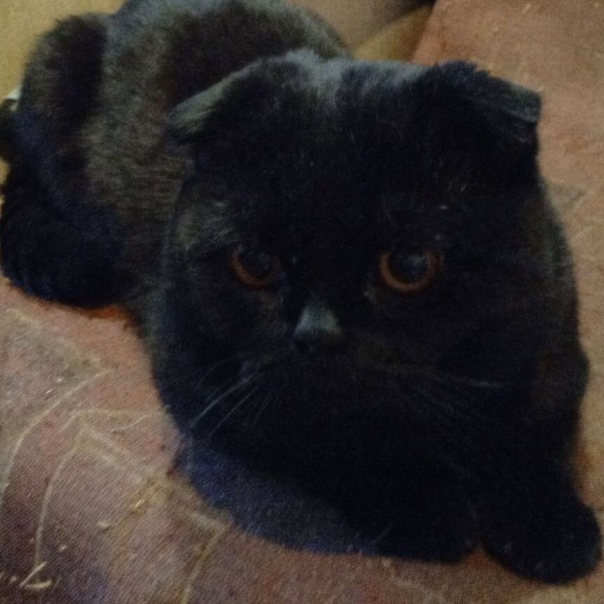 Шотландский вислоухий короткошёрстный кот, вязка