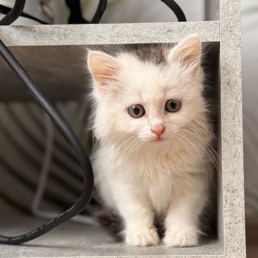Котята