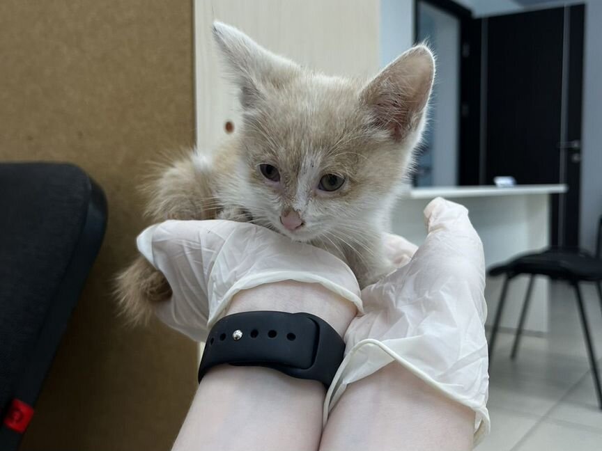 Кошка