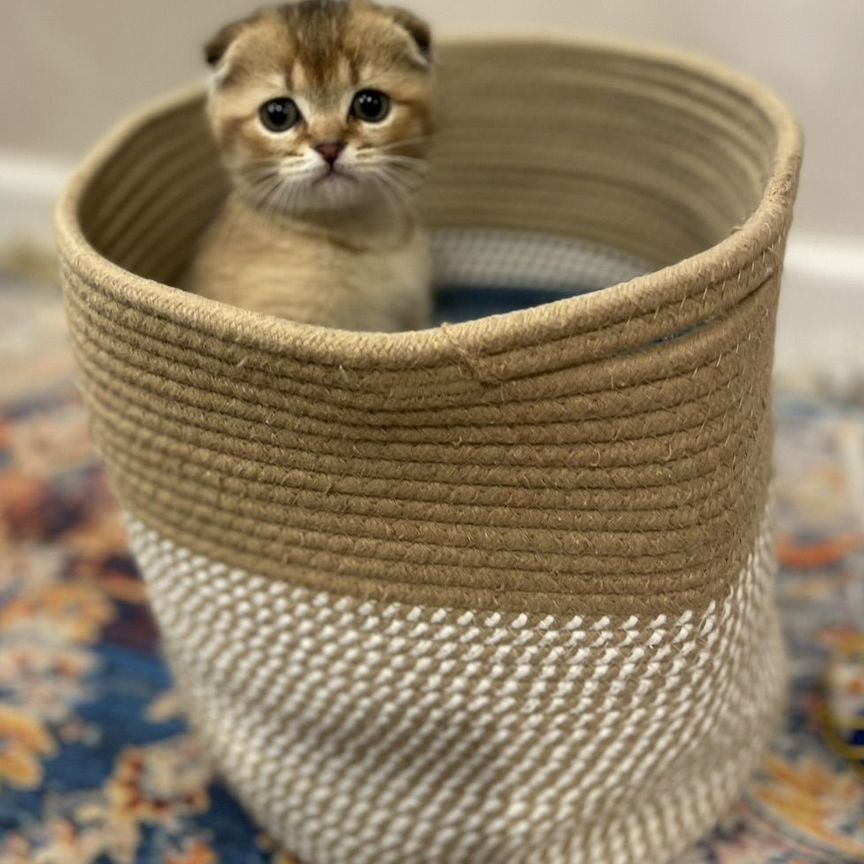 Шотландский золотой вислоухий котенок