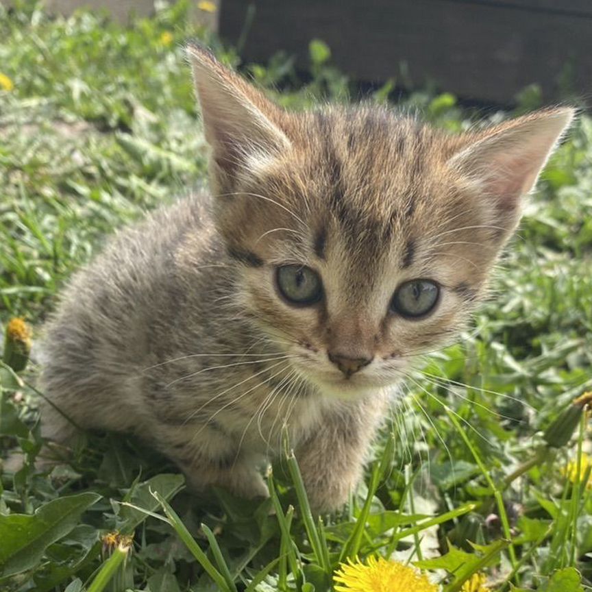Котёнок в добрые руки