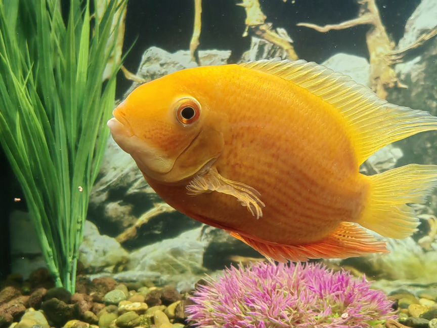 Северум красноточечный