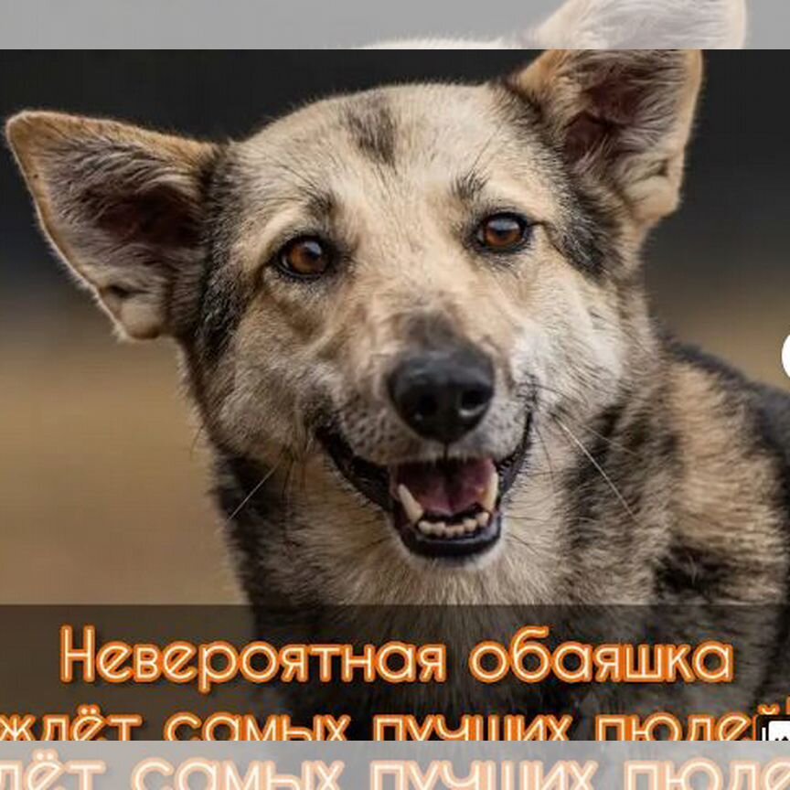 Взрослая собака в добрые руки