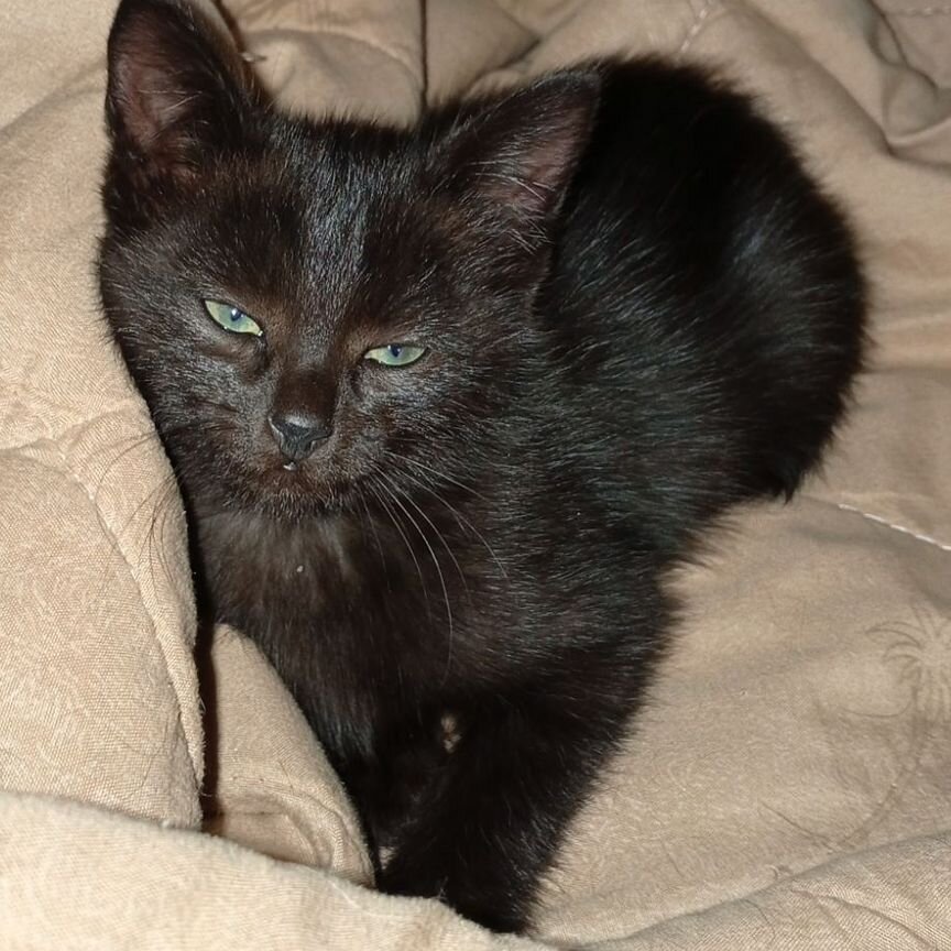 Котёнок мальчик