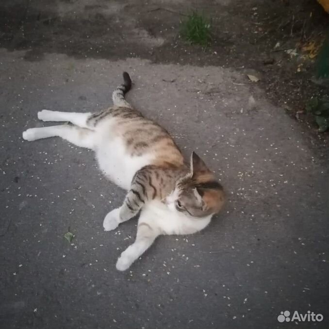 Ищем передержку платную для кошки
