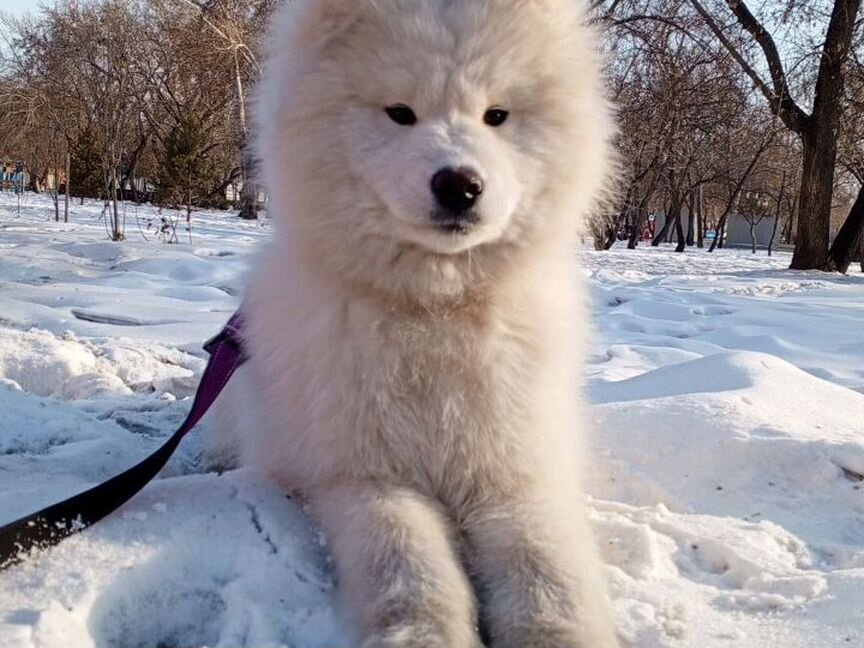 Самоедская собака