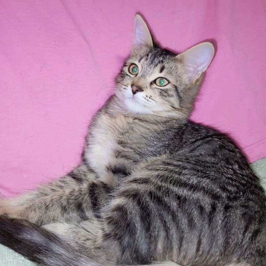 Котенок, подросший, мальчик, Мишенька