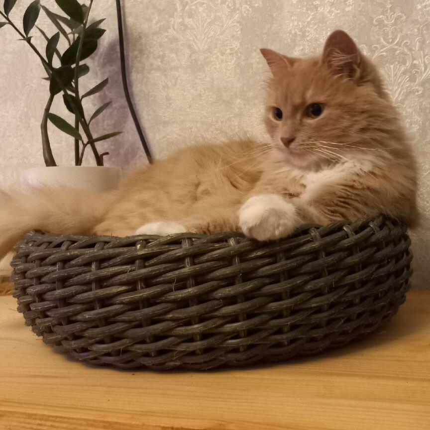 Лежанка для животных плетеная