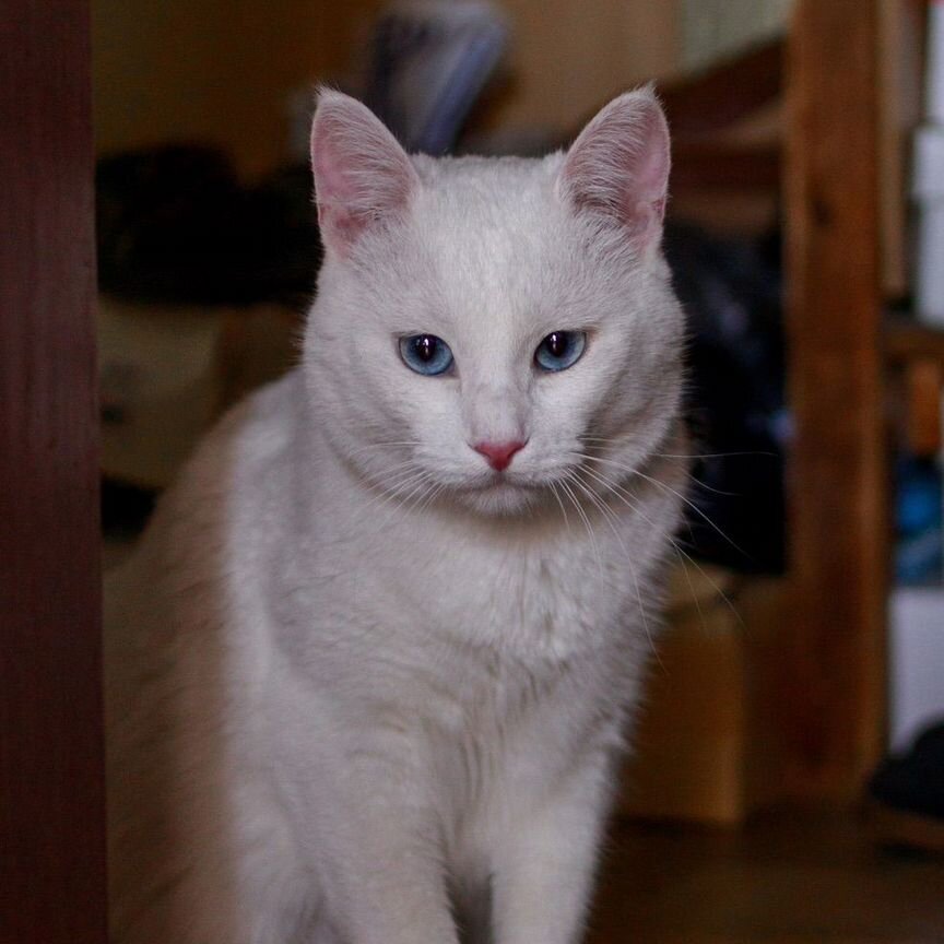 Кот 3 года котик белый в добрые руки
