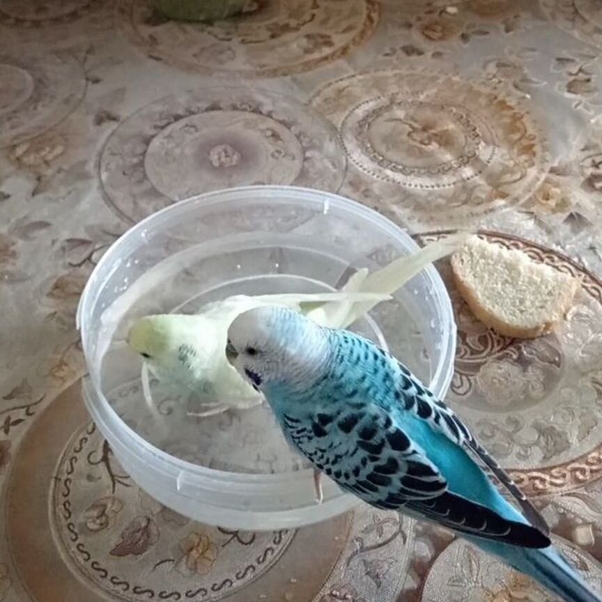 Волнистый попугай с клеткой