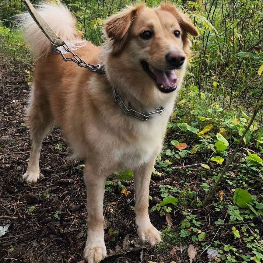 Золотистый ретривер, взрослая собака