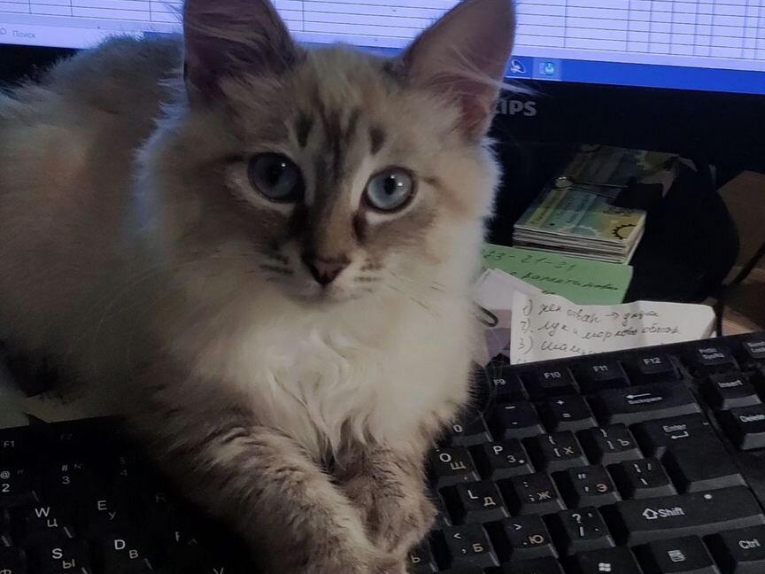 Невский маскарадный кот