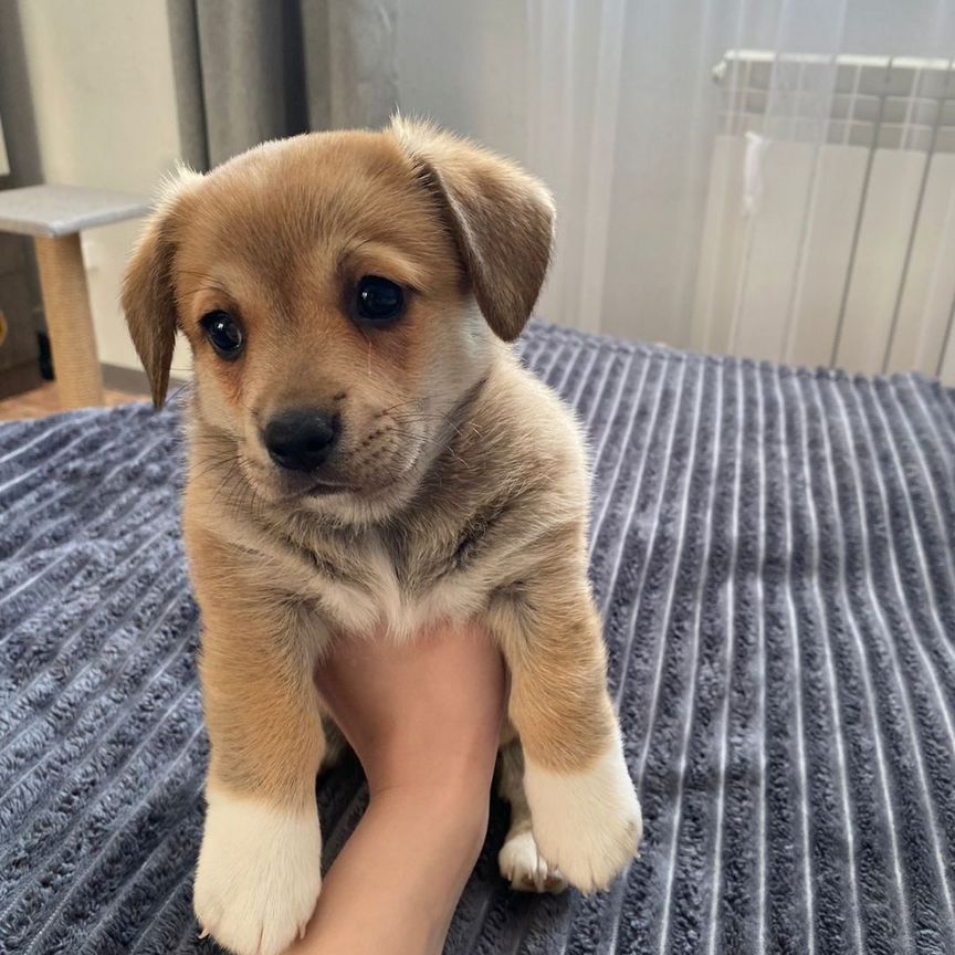 Продам щенка корги