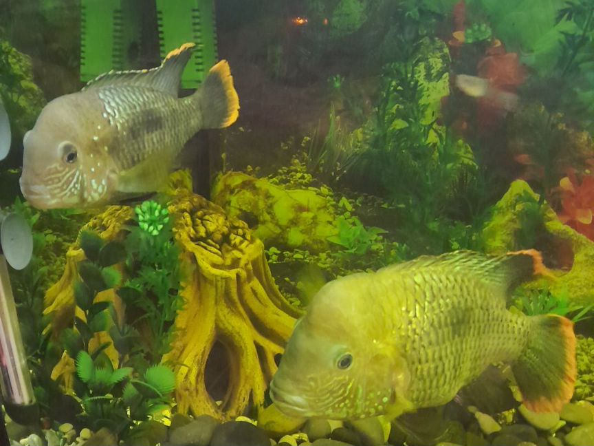 Аквариумные рыбки