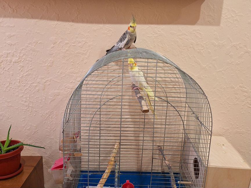 Попугай корелла с клеткой