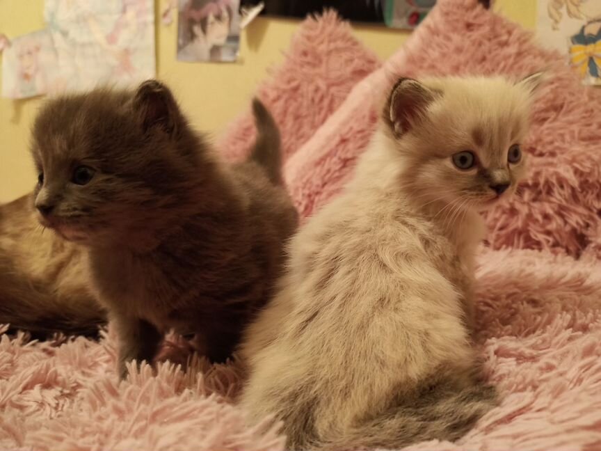 Котята в добрые руки