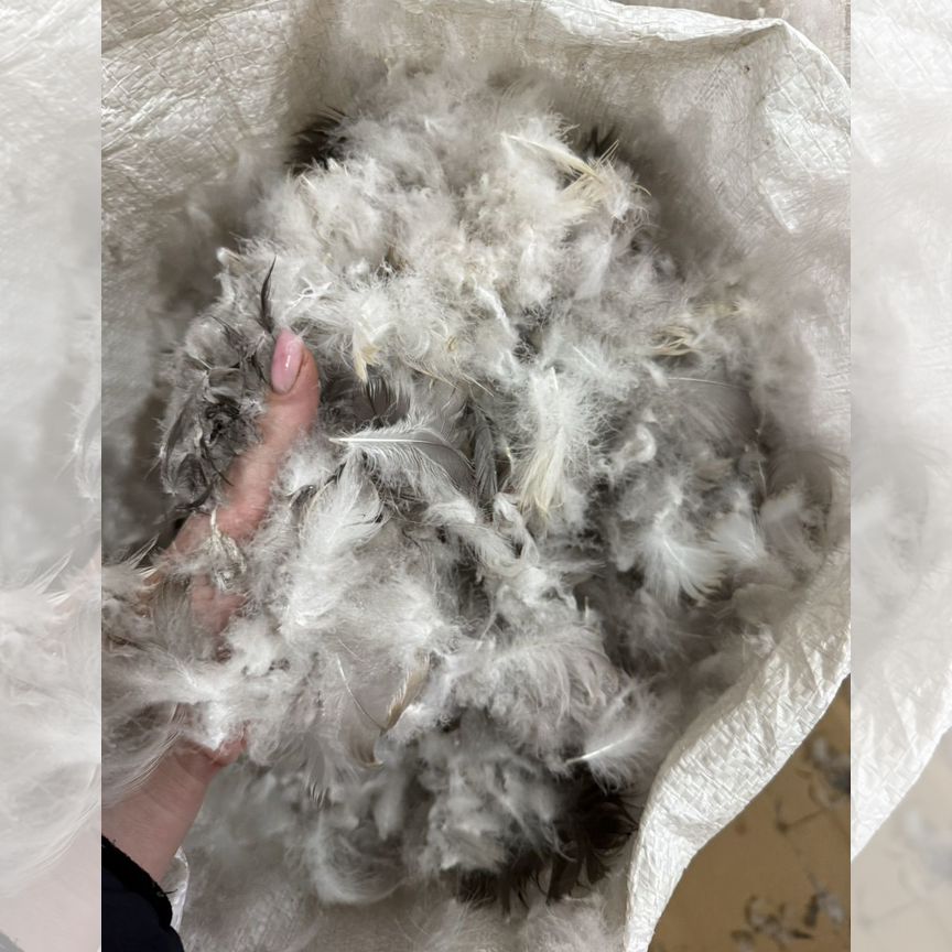 Пух перо гусиное