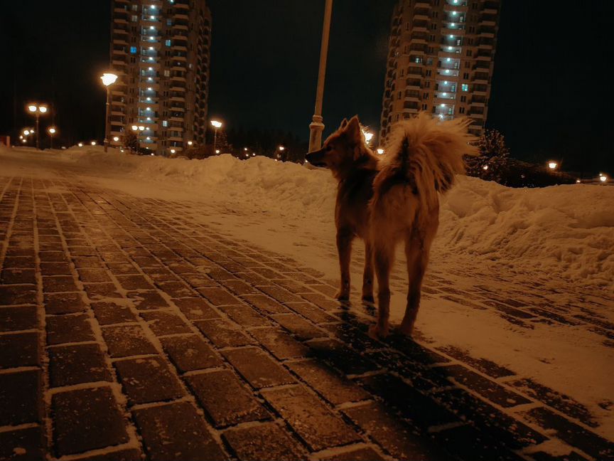 Собака в добрые руки отдам бесплатно