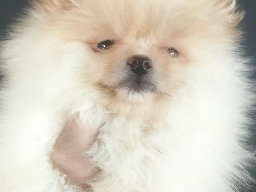 Померанский шпиц мини